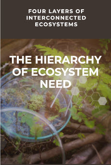 Navigating the New: Introduction to the Hierarchy of Business Ecosystems